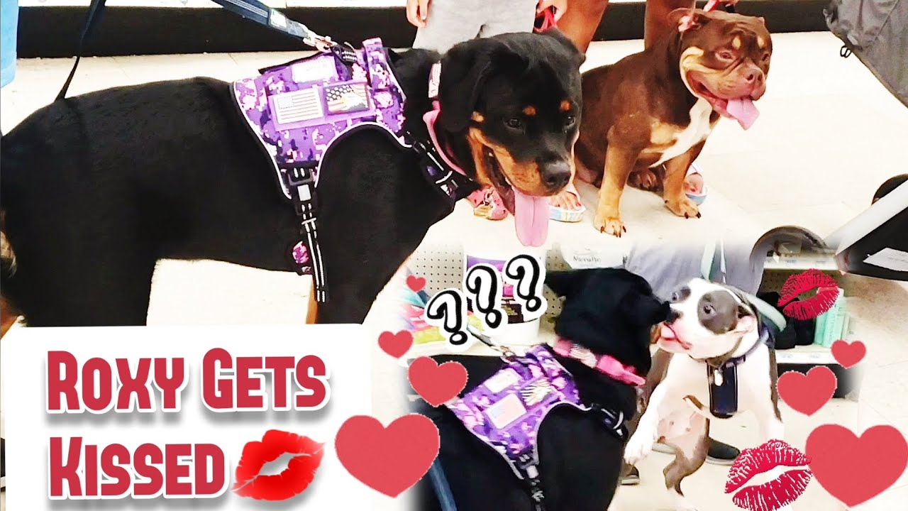 Roxy the Rottweiler Meets New Dog Friends - YouTube