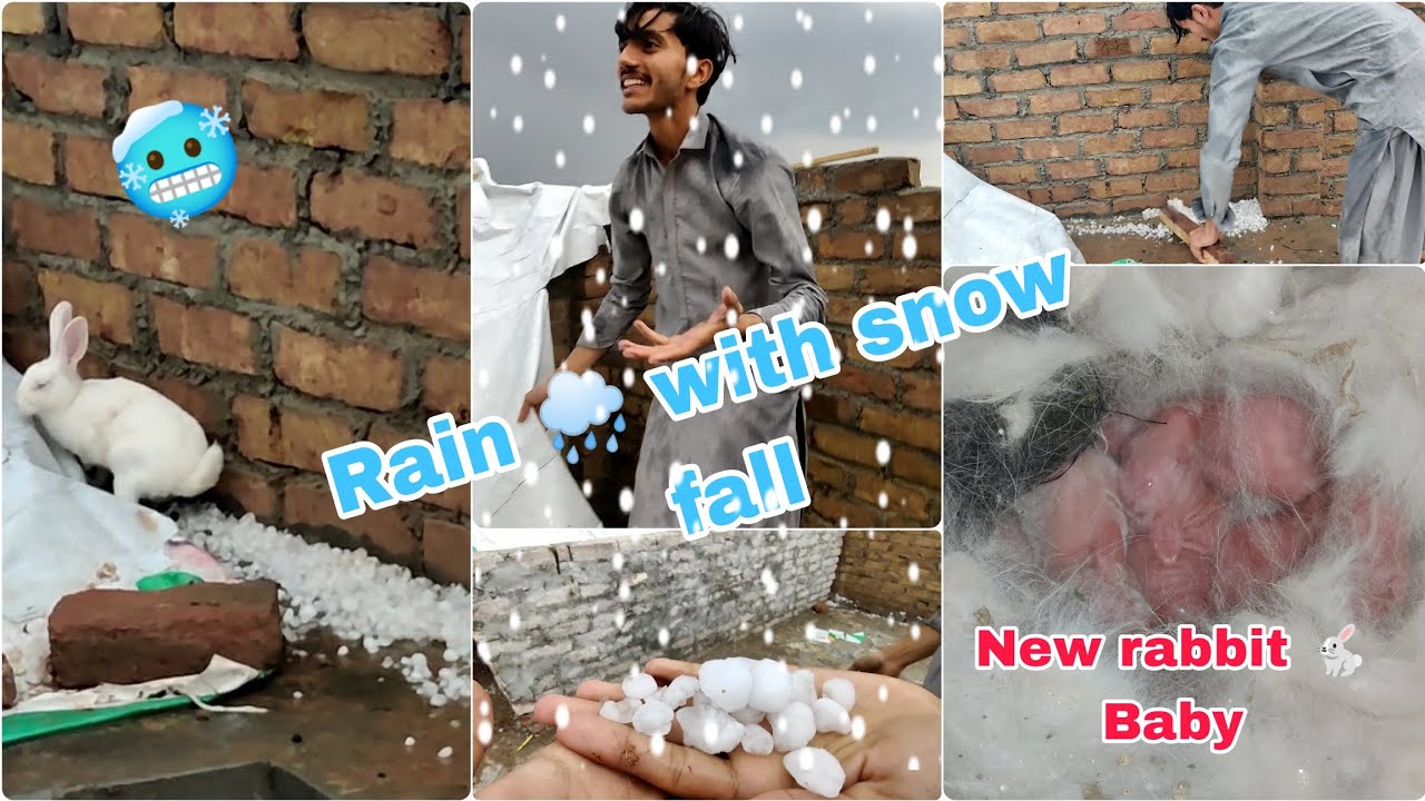 Barish or snow fall start ho gahe or sth ma hamare rabbit na bachaa da ...