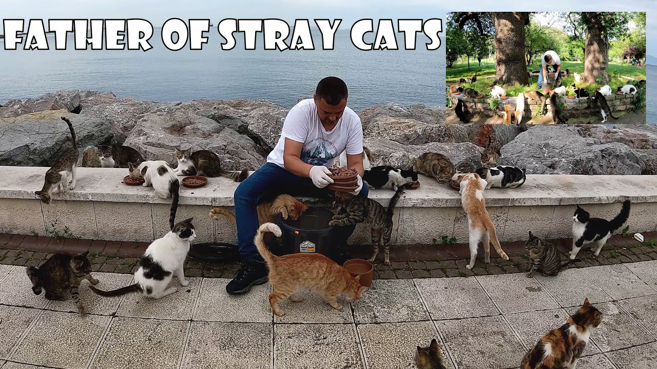 Stray cats know who will feed them and they will only run towards that ...