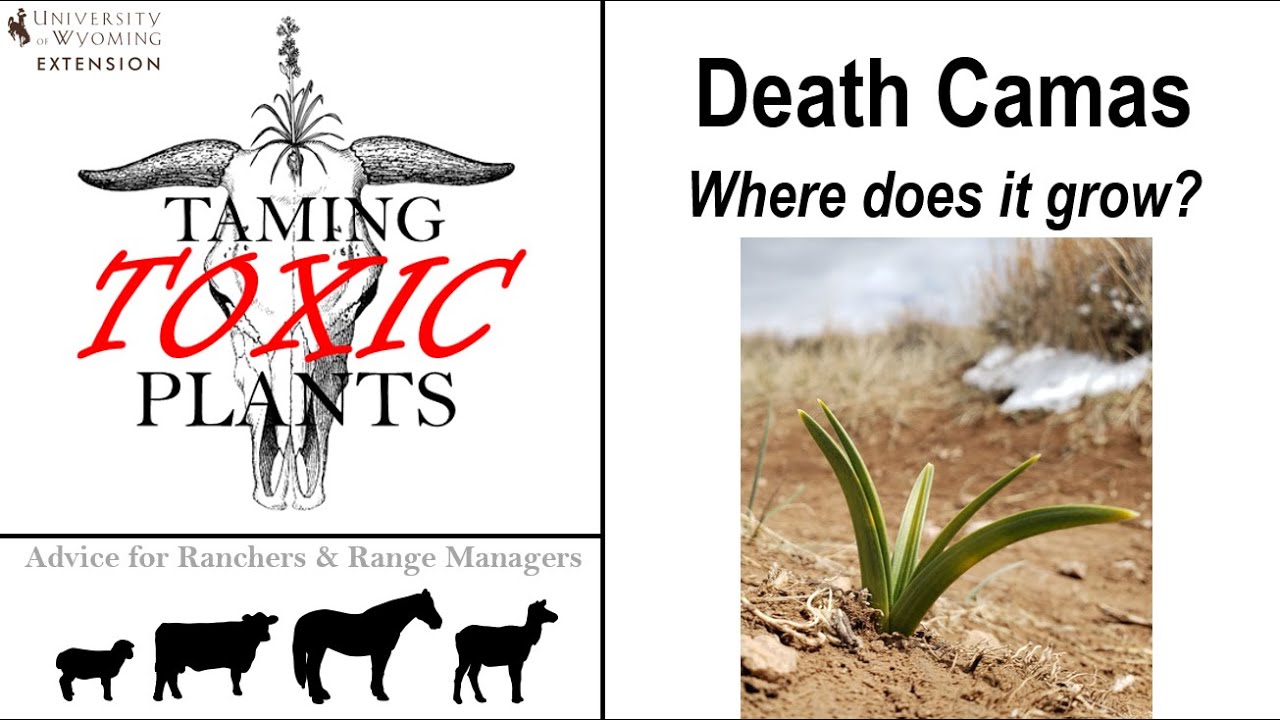 Where does death camas grow?: UW Taming Toxic Plants - YouTube