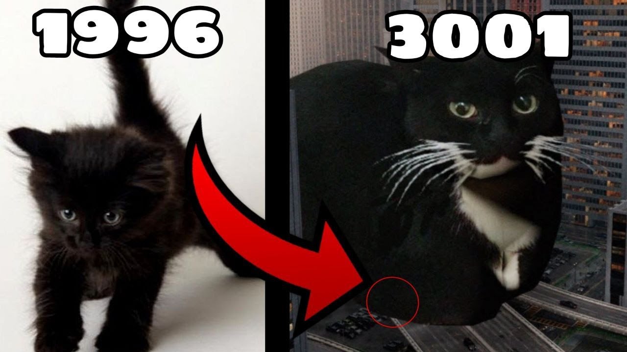 Evolution of Maxwell the Cat Part 1 - YouTube