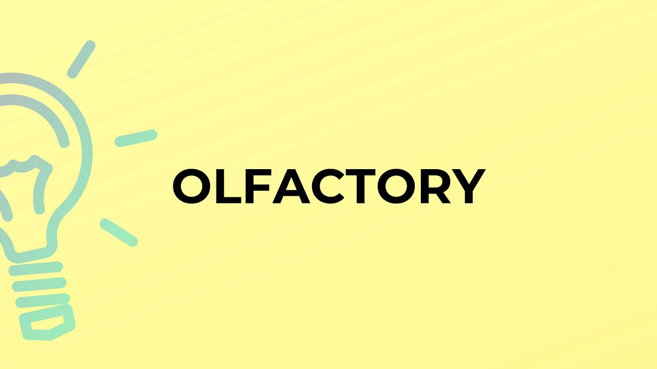 What is the meaning of the word OLFACTORY? - YouTube