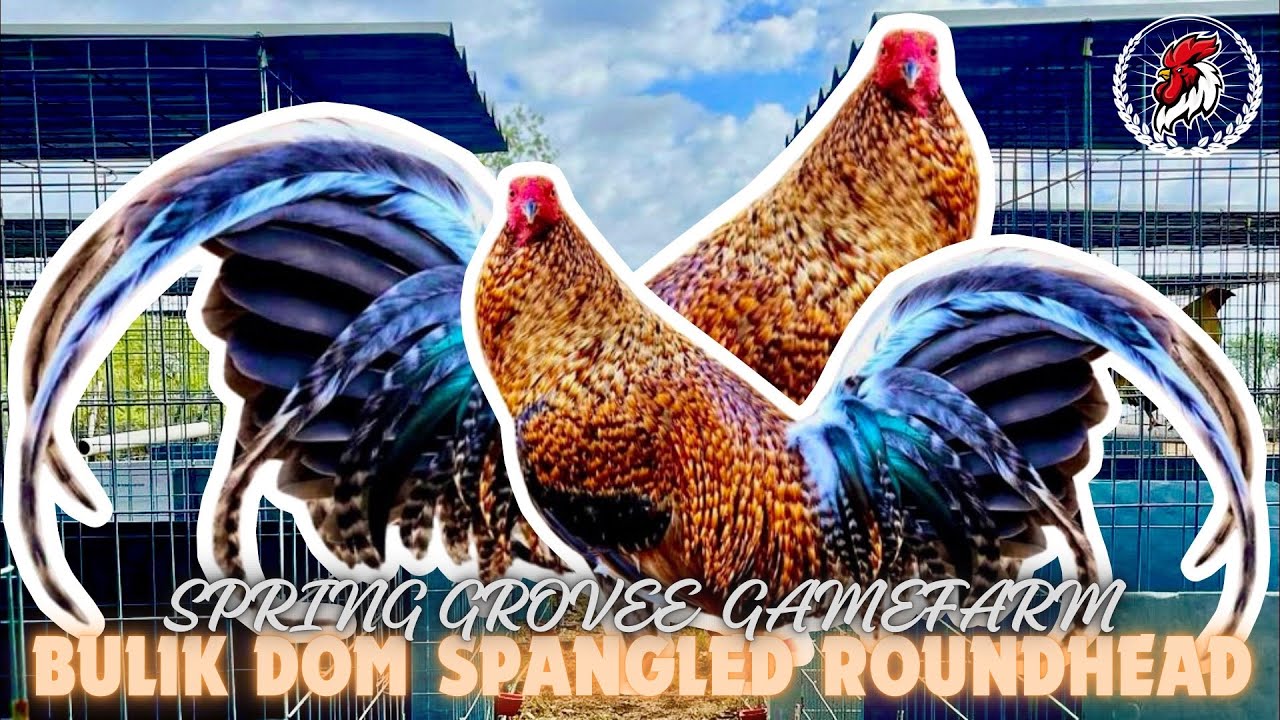 Bulik Dom Spangled Roundhead | SPRING GROVEE GAMEFARM - YouTube