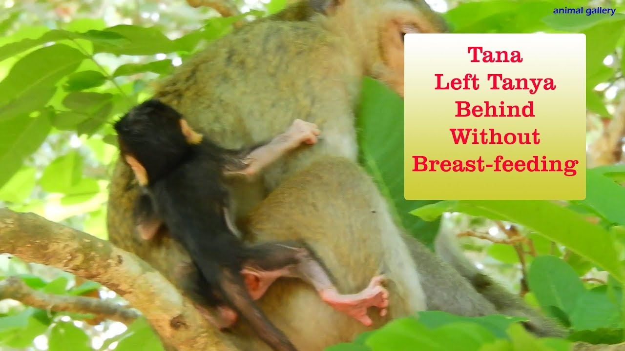 Mom monkey Tana and baby Tanya Day 3 | Pity Tanya no enough milk for 3 ...