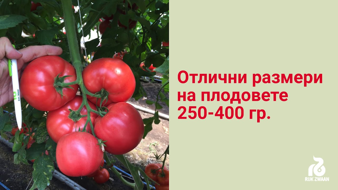 Manusa RZ F1 Високодобивен и вкусен! - Manusa RZ F1 - Yielding taste ...