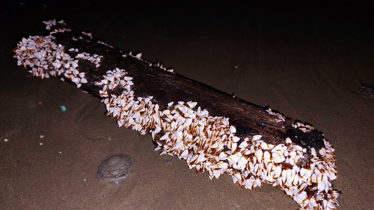 Creature 😍(Pelagic Gooseneck Barnacles) - YouTube