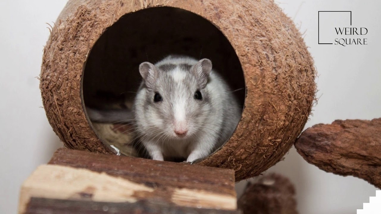 Interesting facts about gerbil by weird square - YouTube
