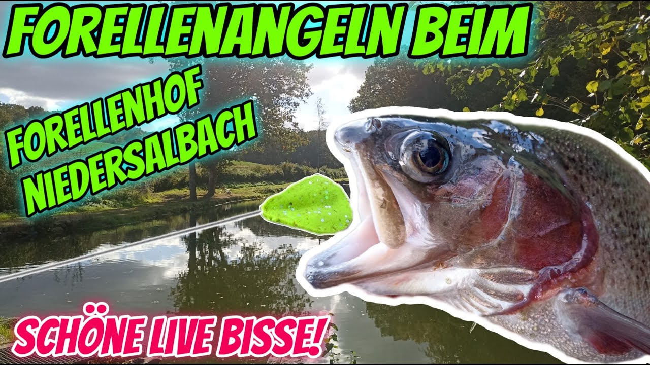Forellenangeln / SCHÖNE LIVE BISSE!🤩 beim Forellenhof Niedersalbach # ...