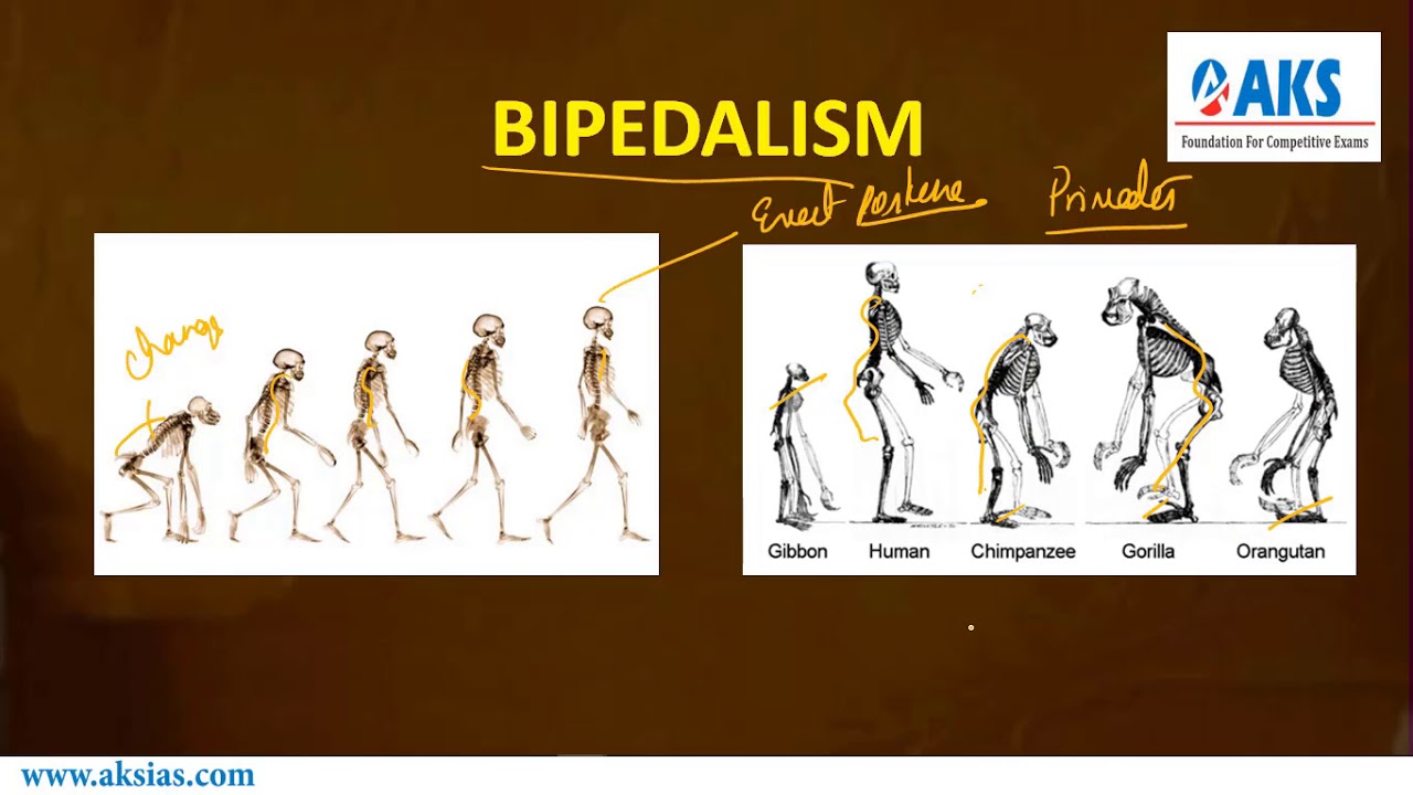 Human Evolution|Physical Anthropology by Niharika |AKS - YouTube