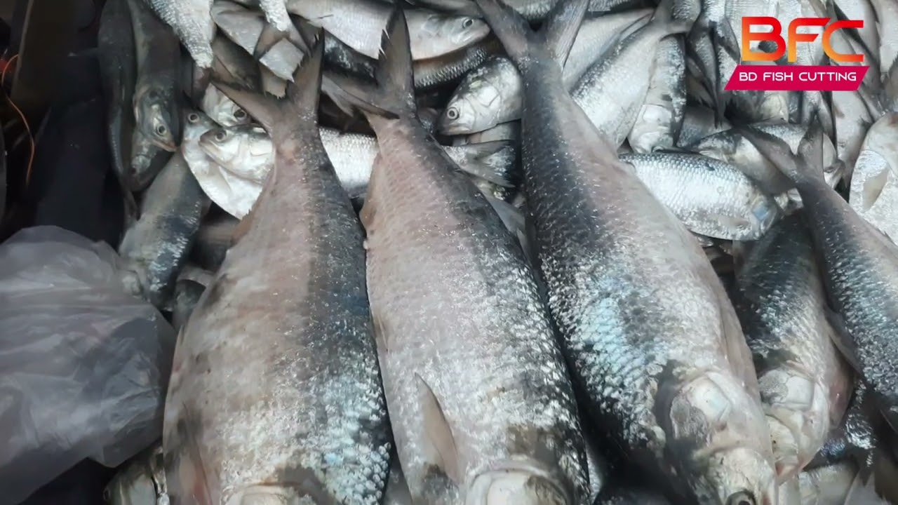 Hilsa Fish Price | Hilsa Fish Bd Price | Cheap Rate hilsa fish | Big ...