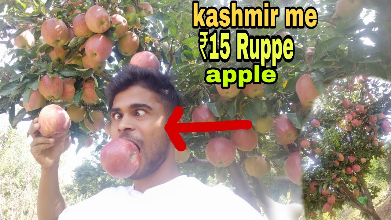kashmir ka apple part_4 || kashmir ka apple garden|| jummu and kashmir ...