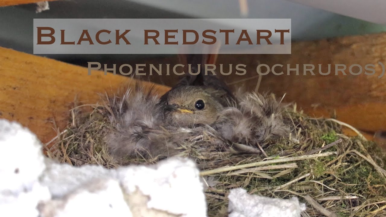 Black redstart (Phoenicurus ochruros) hatching eggs - YouTube