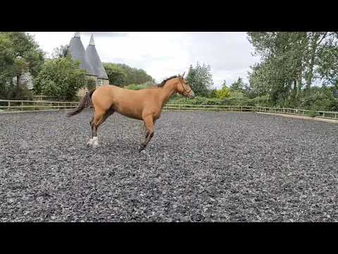 Cheryl deBie and Kinsky Bear, Advanced Ground Skills, Top Barn Hub July 2021