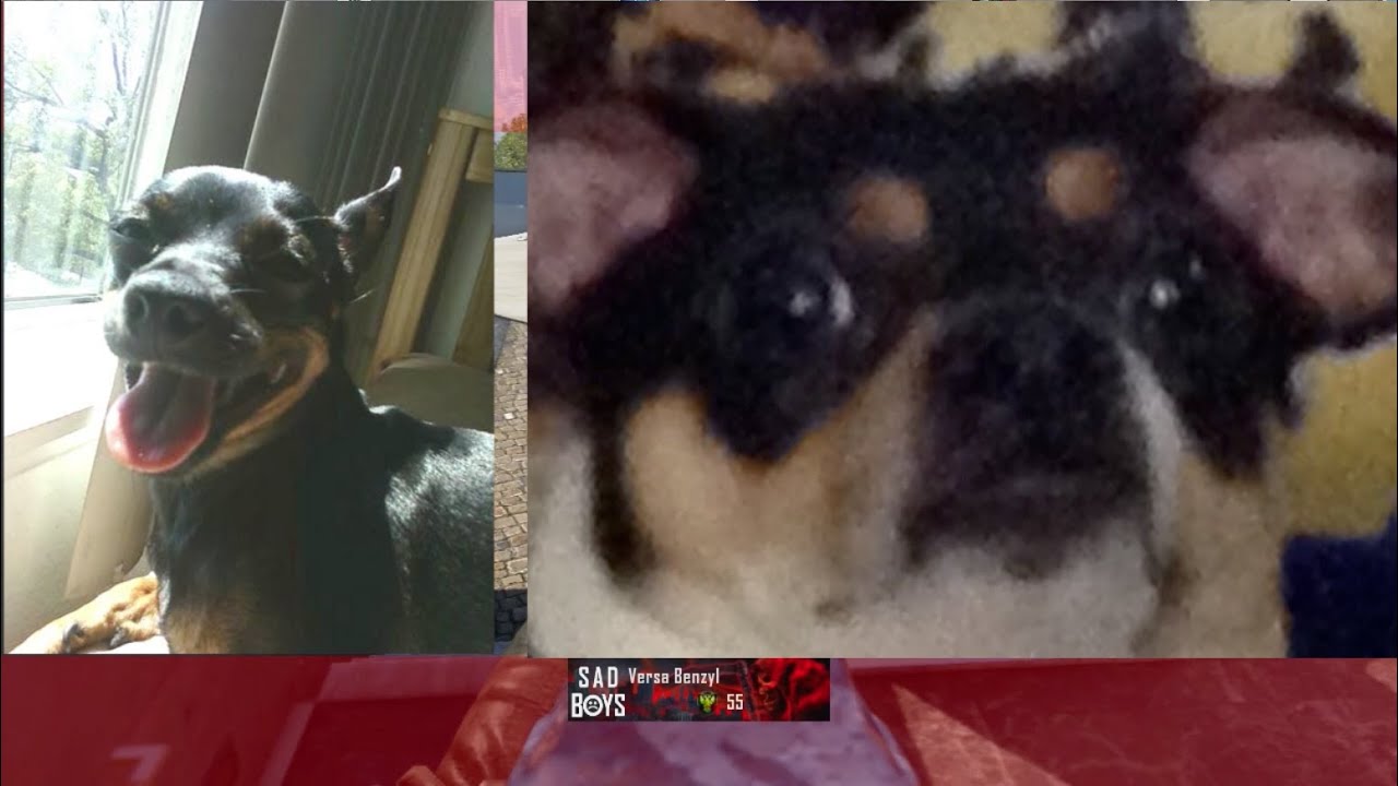 My Dogs Interrupting My Video - YouTube