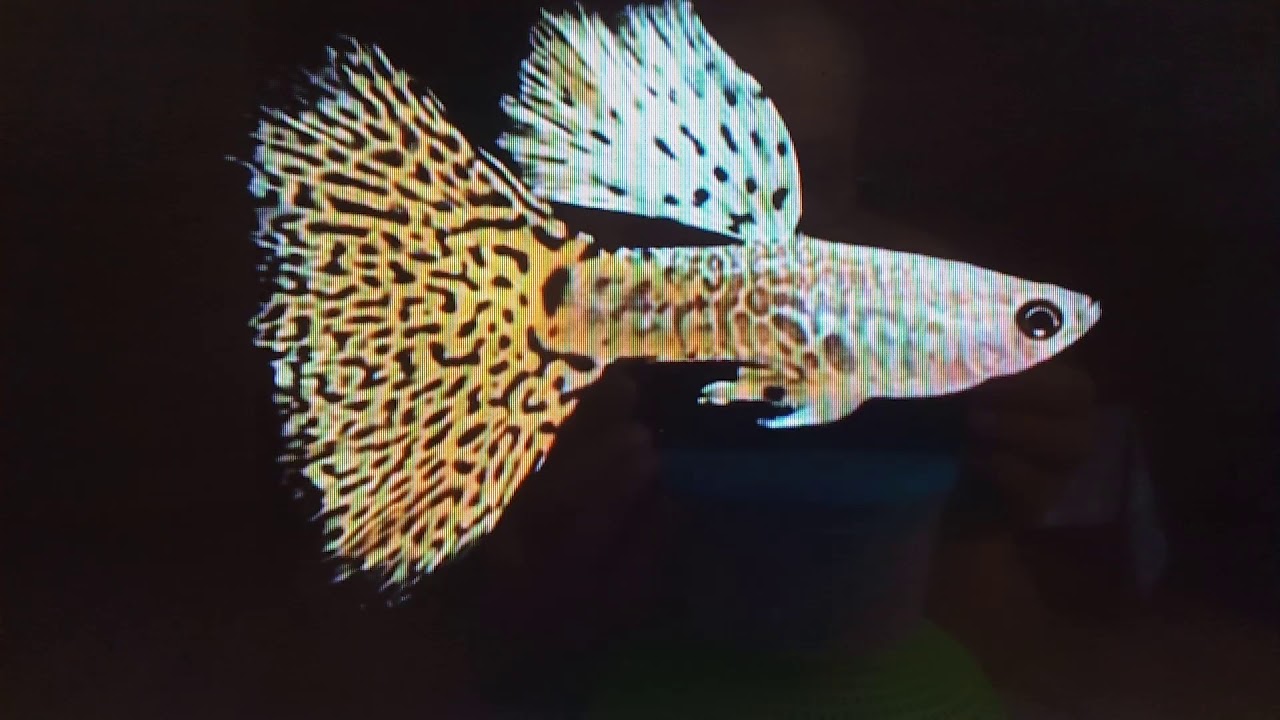 Gupiki Akwarium 1000litrow - YouTube