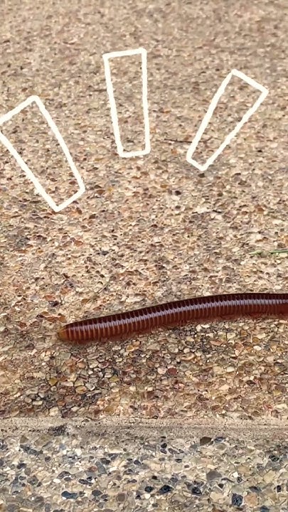 Cute millipede 😘⁉️รถไฟขบวนนี้จะเดินทางไปไหน #shorts #dog - YouTube