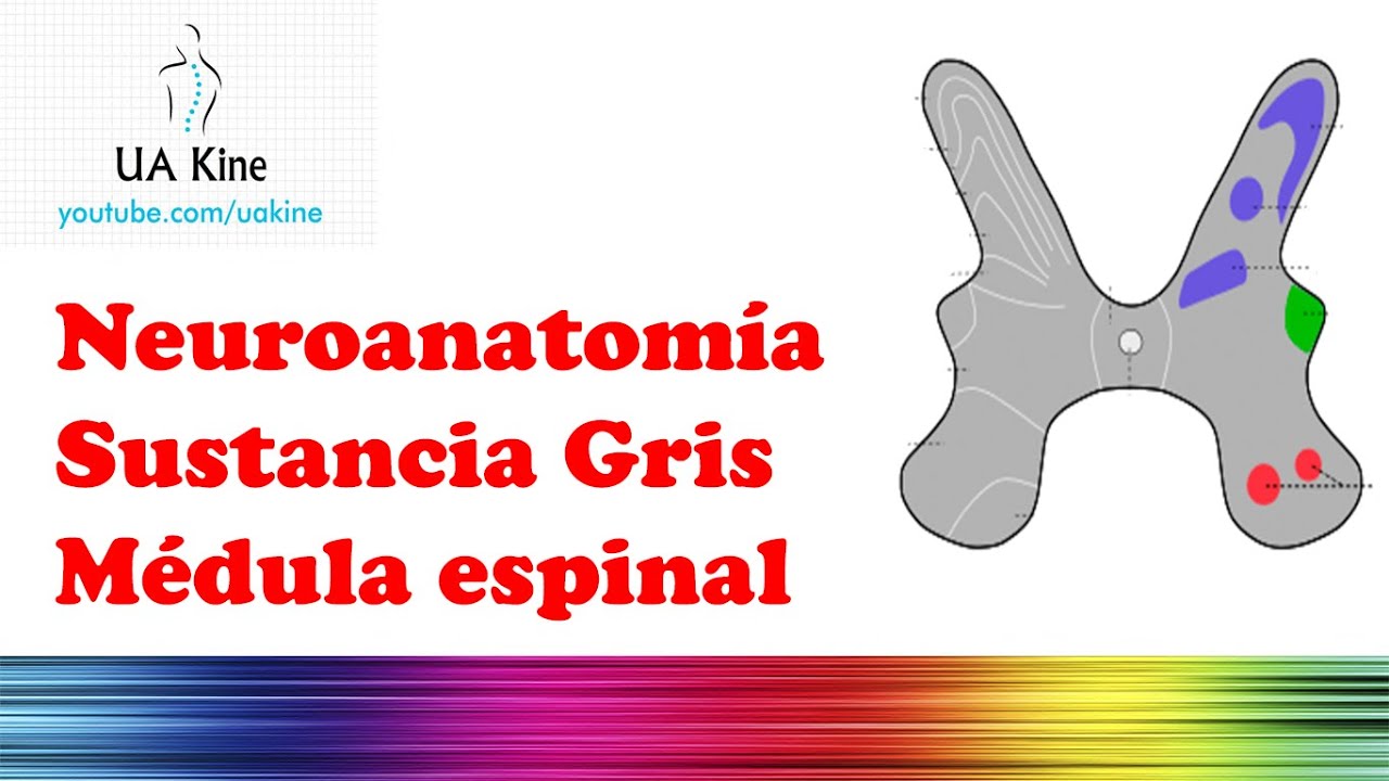 Neuroanatomia sustancia gris medula espinal - YouTube