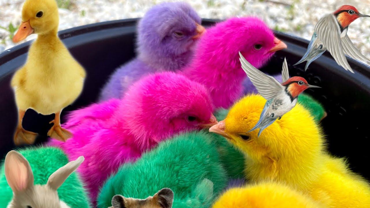 Tangkap bebek, dan mencari ayam teletubbies, hamster, kelinci, burung ...