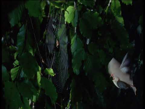 Natterer's bat grab spider off web - YouTube