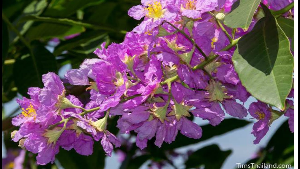 Pride of India Tree By #Tipsandinfotube# - YouTube