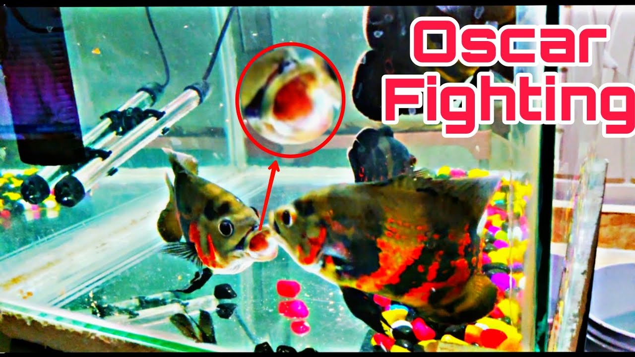 Aggressive Oscar fish, fighting with each other - YouTube