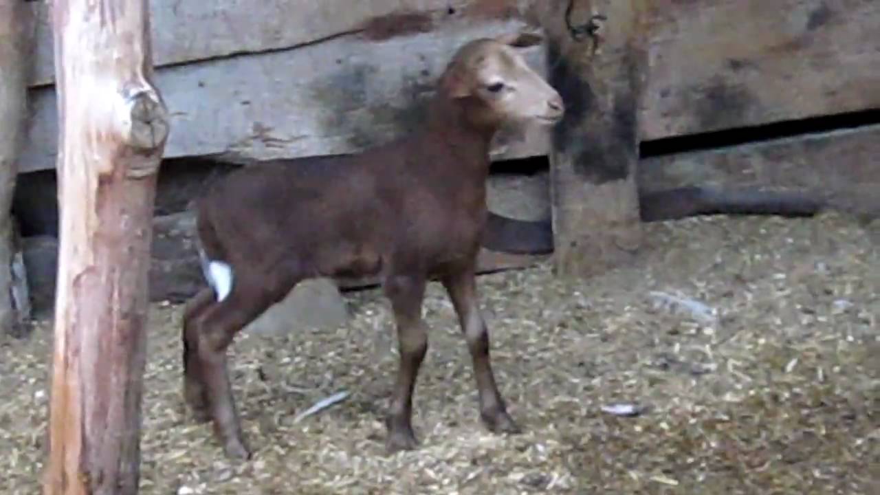 Baby goat cries for mama - YouTube