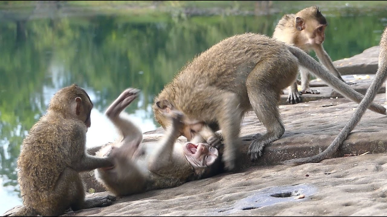 Poor Monkey Bobby Not Forget His Fun Play, Broken Arm Keep Nothing Then ...