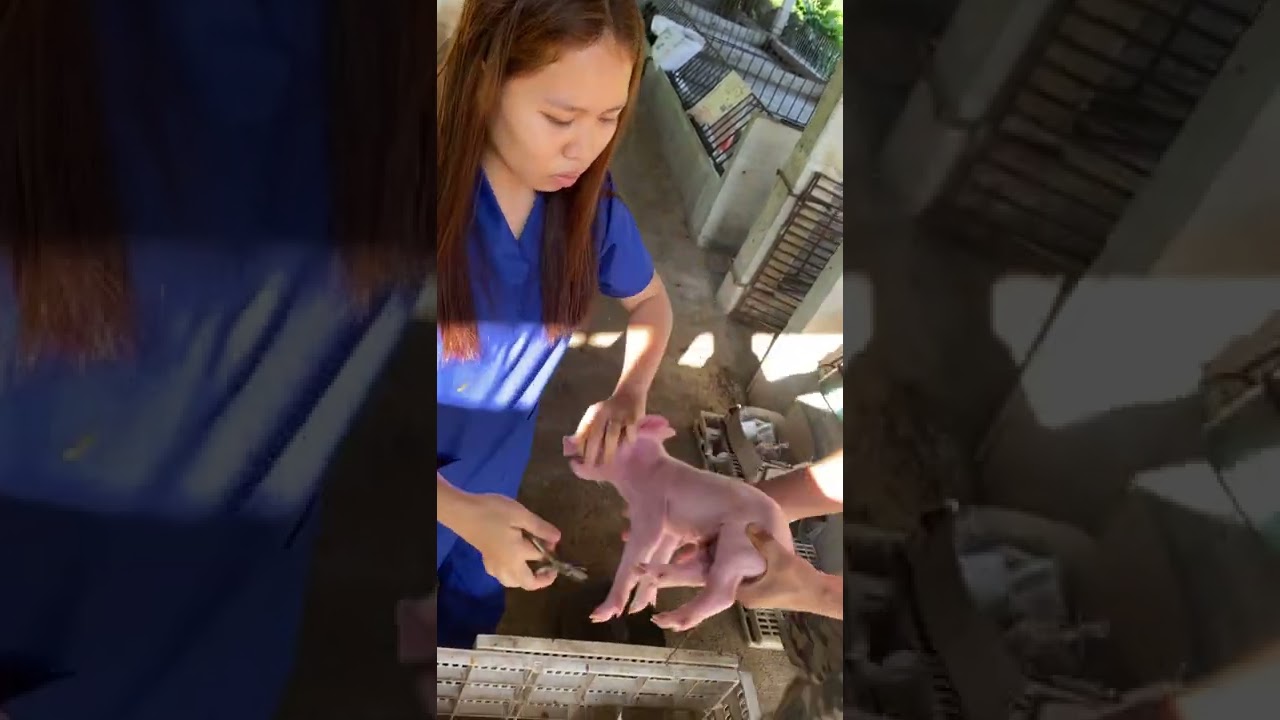 Needle Teeth Cutting ,Tail Docking, Ear Notching and Injection of Iron Dextran - YouTube