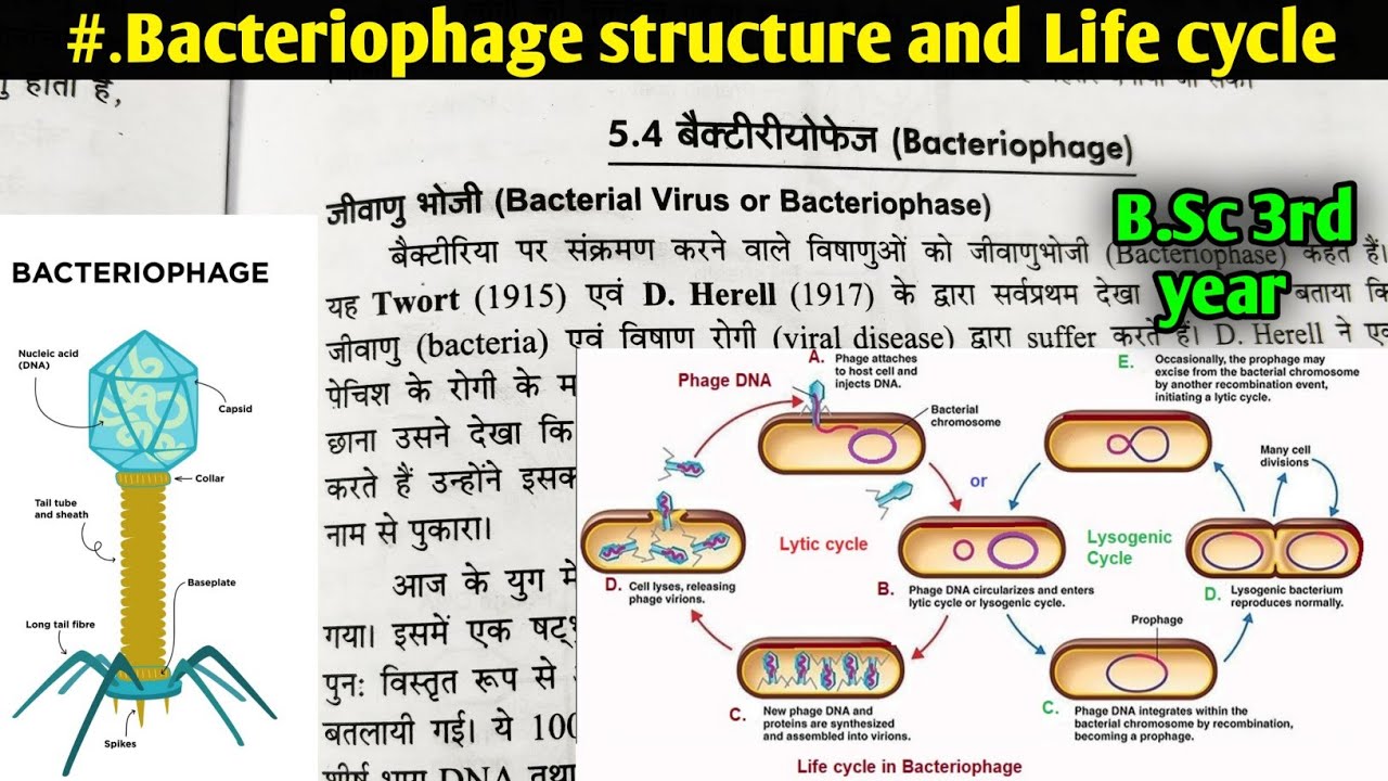 Bacteriophage Structure And Life Cycle Lytic And Lysogenic Life Cycle Of Bacteriophage Youtube