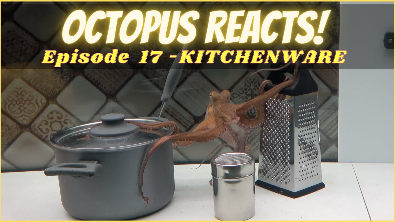Octopus Reacts to Kitchenware - Episode 17 - YouTube