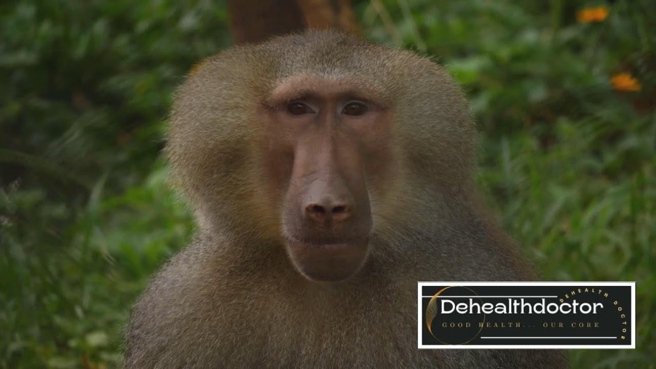 MONKEYS: See Monkeys with Human DNA - YouTube