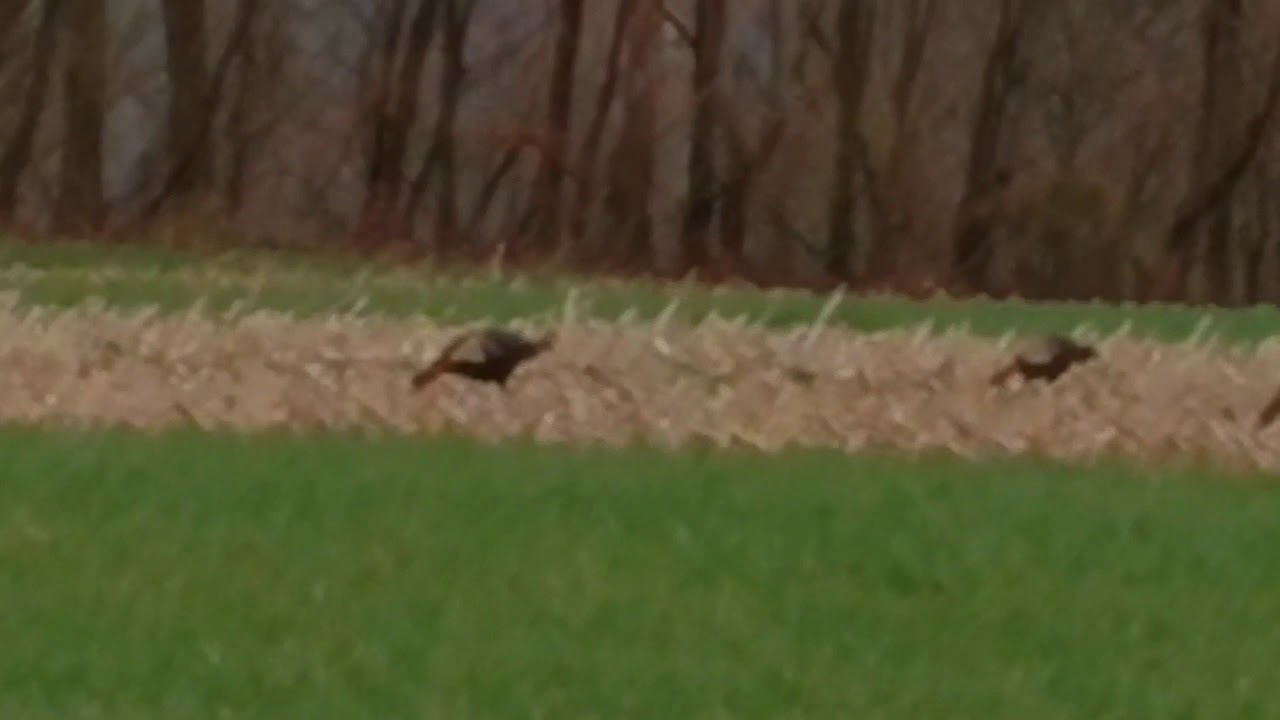 Nice spring gobbler 2020, PA. - YouTube