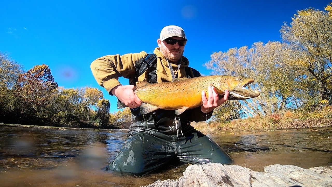 October Brown Trout In My Favorite Creek. - YouTube