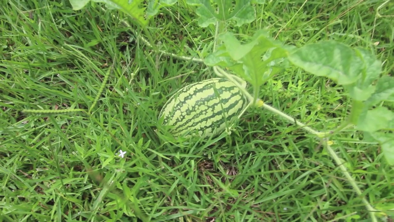 BIGGEST WATERMELON MOUND YOUVE EVER SEEN (UPDATE) - YouTube