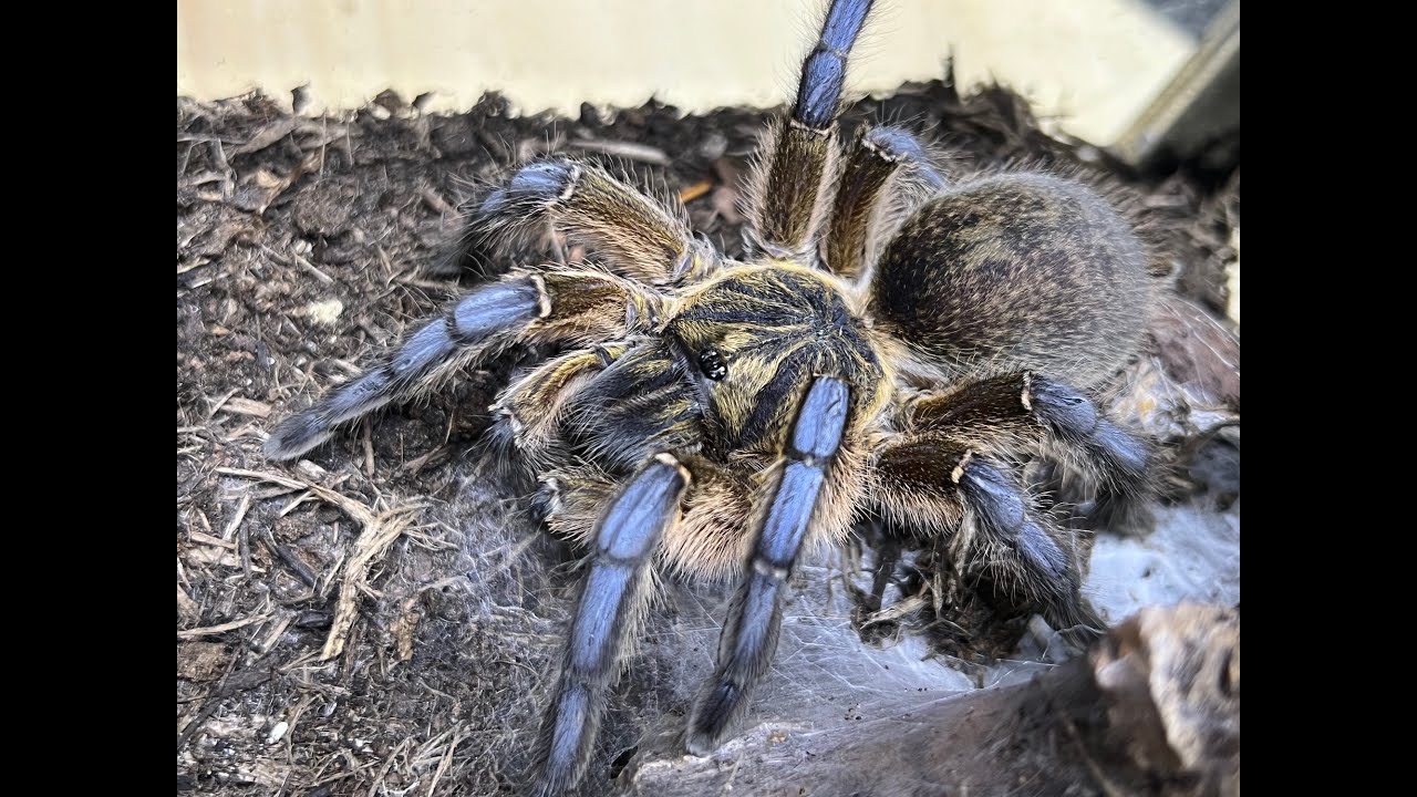 Harpactira pulchripes, Golden Blue Legged Baboon Pairing - YouTube