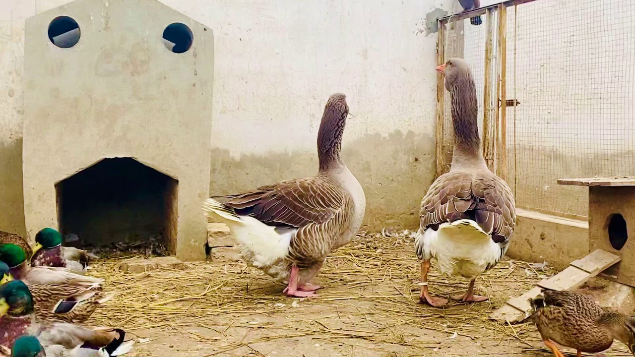TOULOUSE GOOSE - YouTube