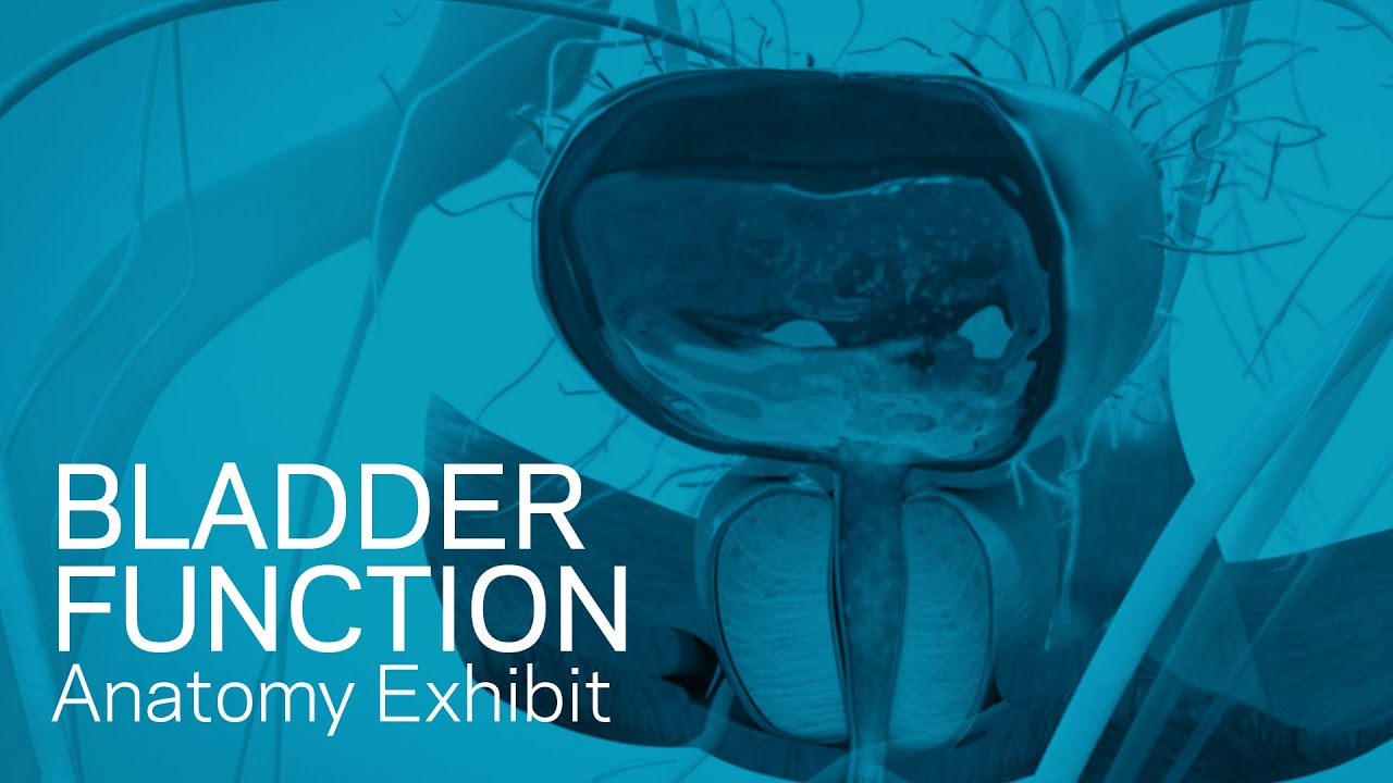 Normal Bladder Function - Medical Animation - YouTube
