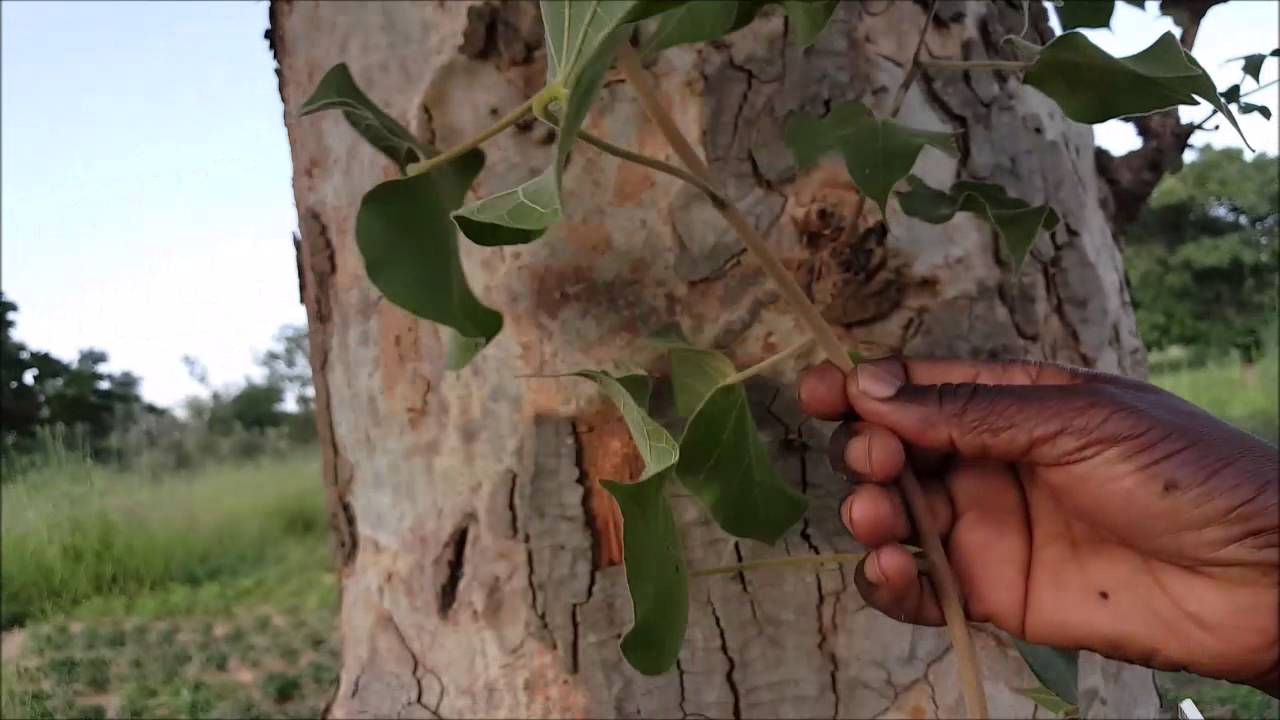 ASMA Sterculia setigera AS 37 - YouTube