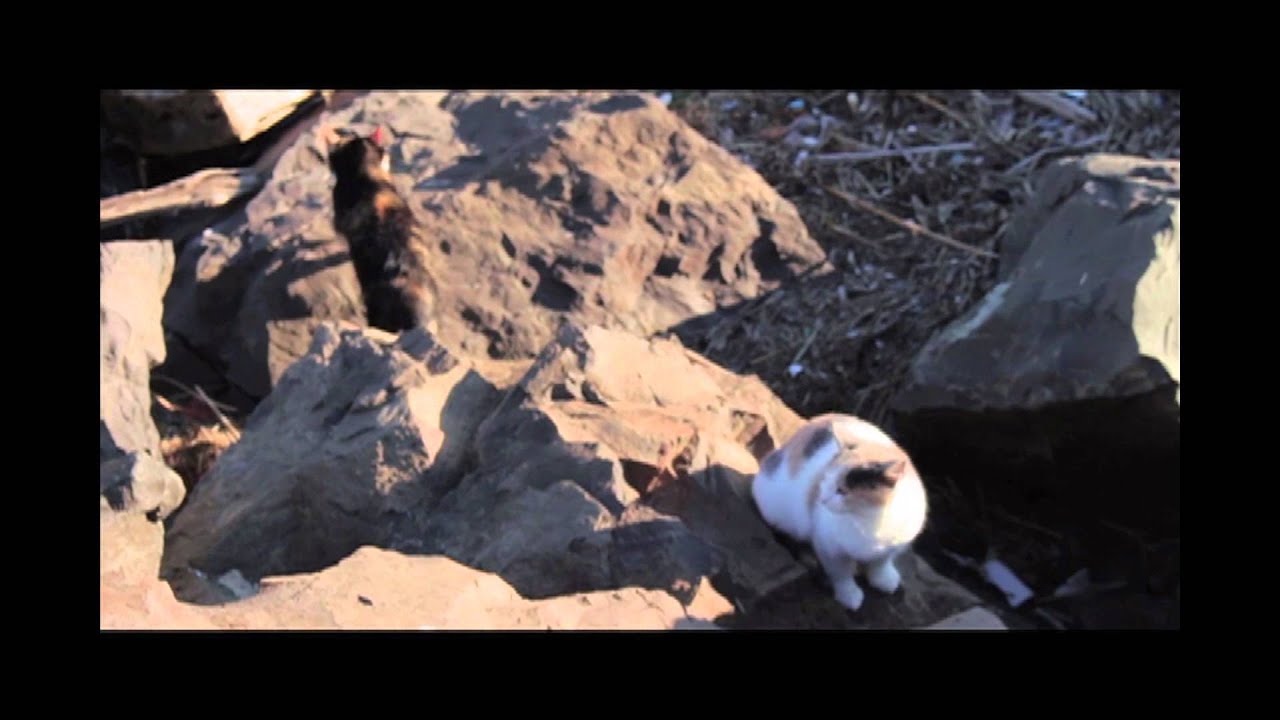 "I Know Places" Music Video - YouTube