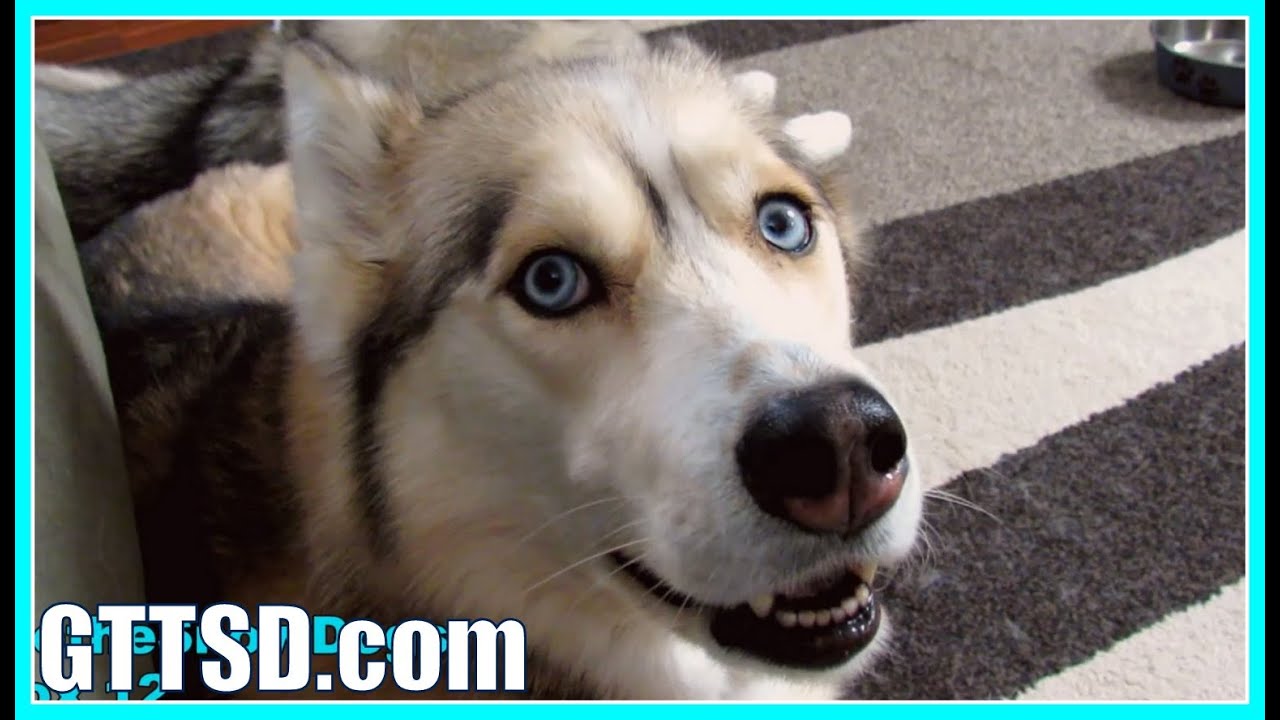 HUSKIES in ONE WORD | Fan Friday 192 - YouTube