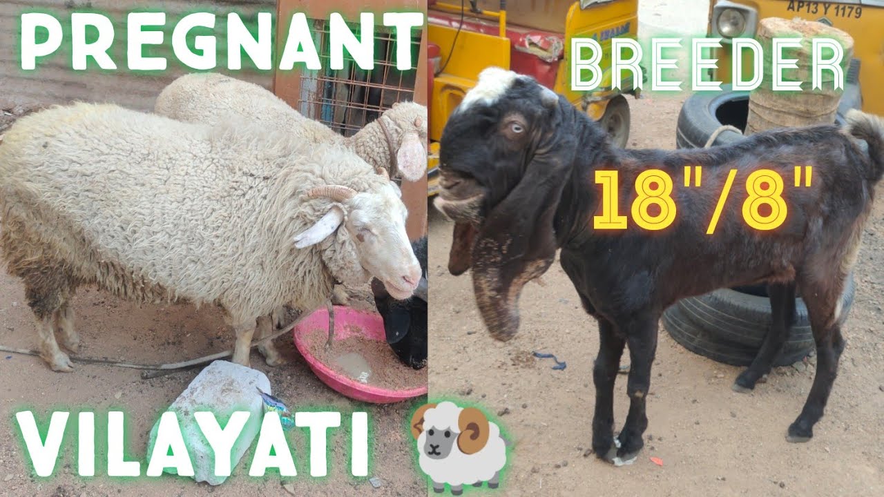 heavy weight vilayati female sheep available in Hyderabad | hyderabadi ...