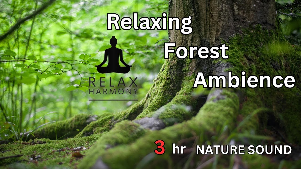 Forest Ambience: Immerse Yourself in the Peaceful Sounds of Nature ...