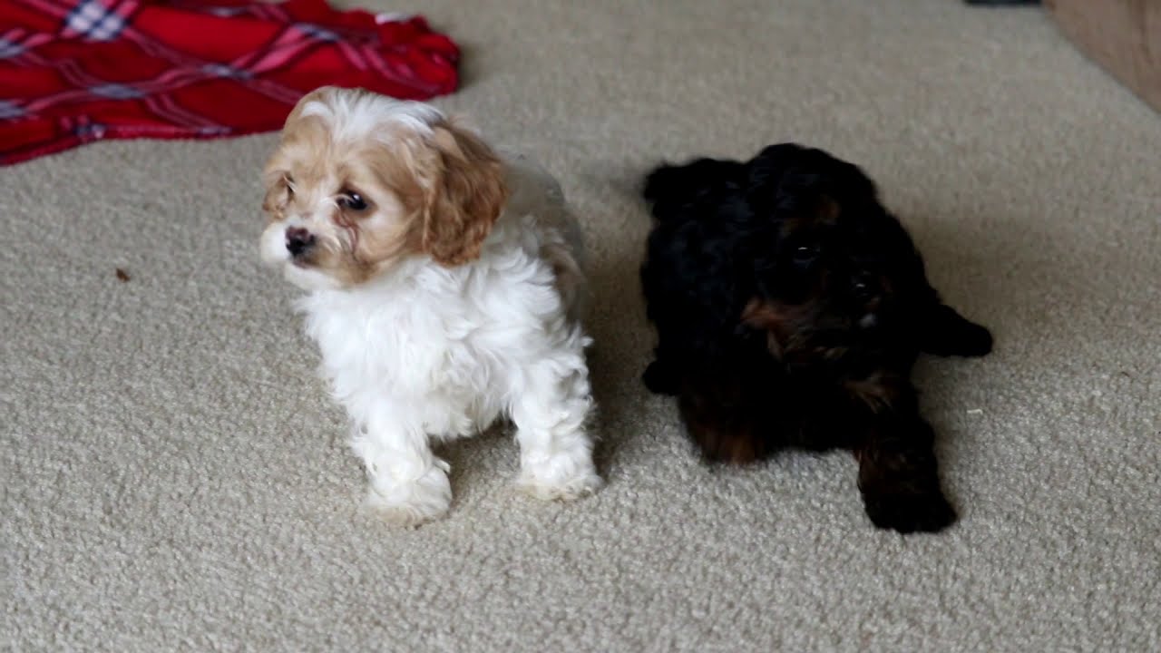 Cavapoo Puppies For Sale - YouTube