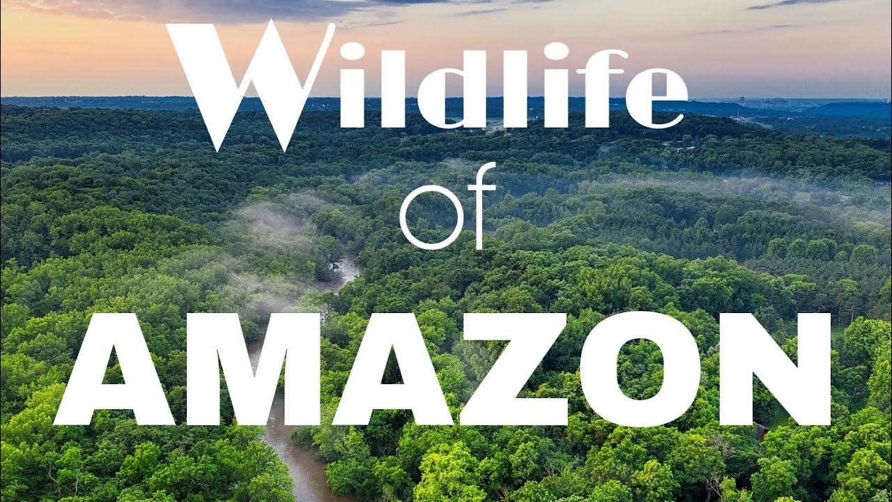 Wildlife of amazon _ amazing wild | clouds sky _ animals of wild - YouTube
