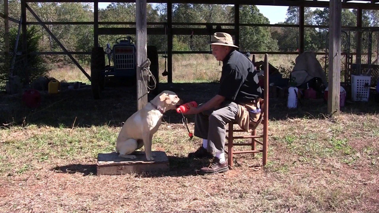Positive Gun Dog Training - Hold & Release - Mabel - Part III 10 27 17 ...