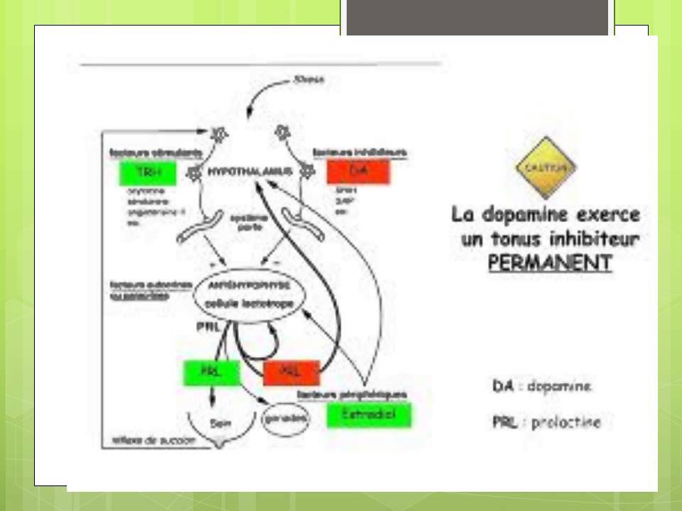 PHYSIOLOGIE Physiologie de la sécrétion de la prolactine - YouTube