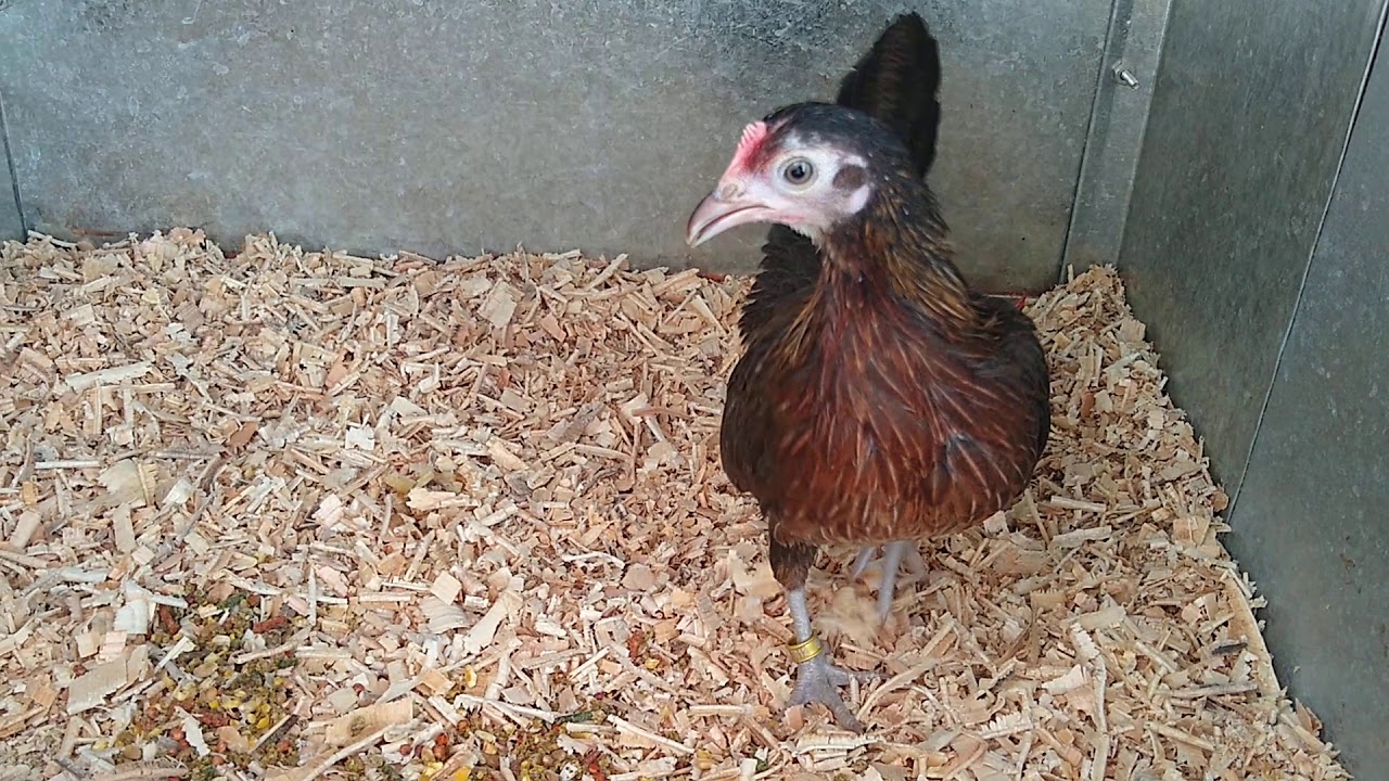 GALLINA MINIATURA AZTECA COLOR RETINTA MUY DE MI AGRADO SALUDOS - YouTube