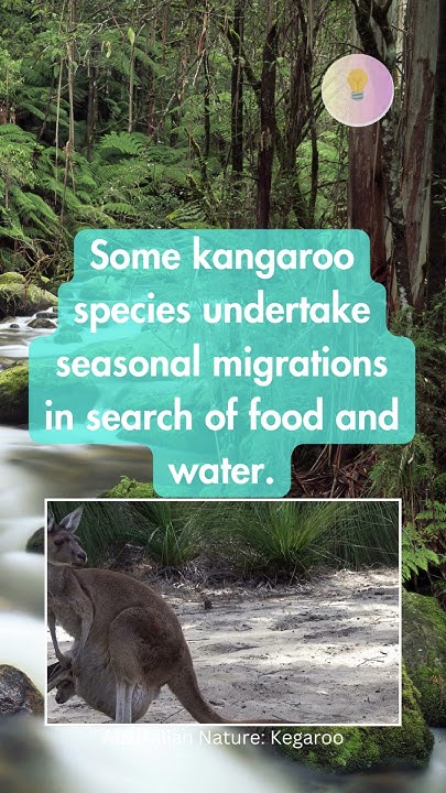 Have you heard of the kangaroo's seasonal migration? #44 #australia # ...