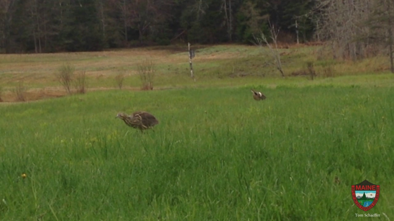 Spring-time Thunder Pumpers - YouTube