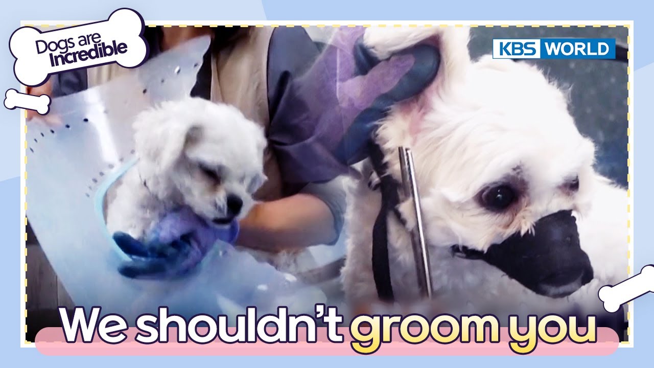 Maybe we shouldn't groom you😓 [Dogs are incredible : EP.160-3] | KBS ...